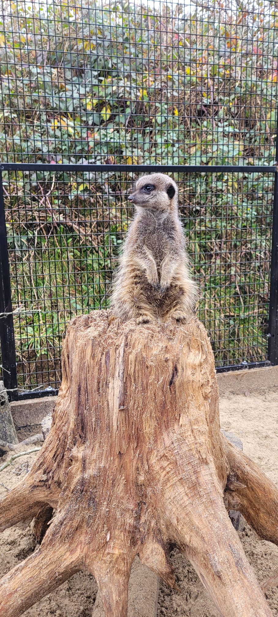 Meerkats on the Moor – Alpaca Trekking Cornwall