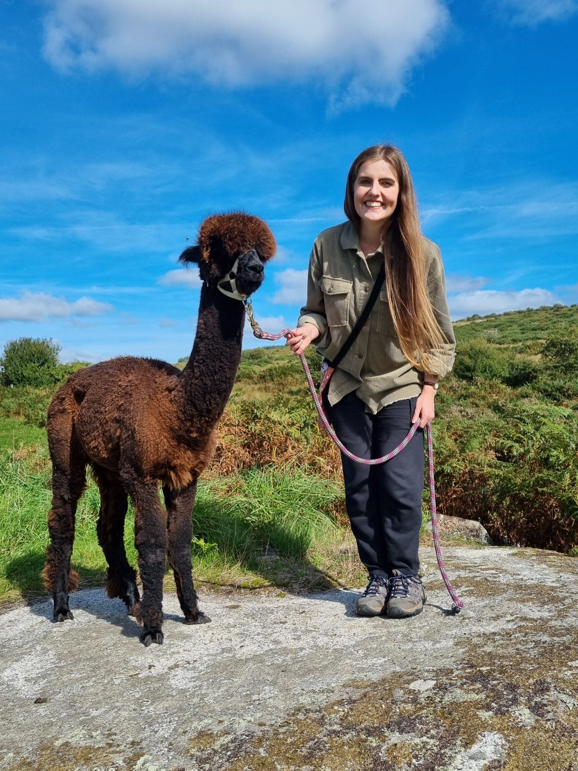 Alpaca Trekking Cornwall – Home of Paws & Purs Cat Cafe and farm ...