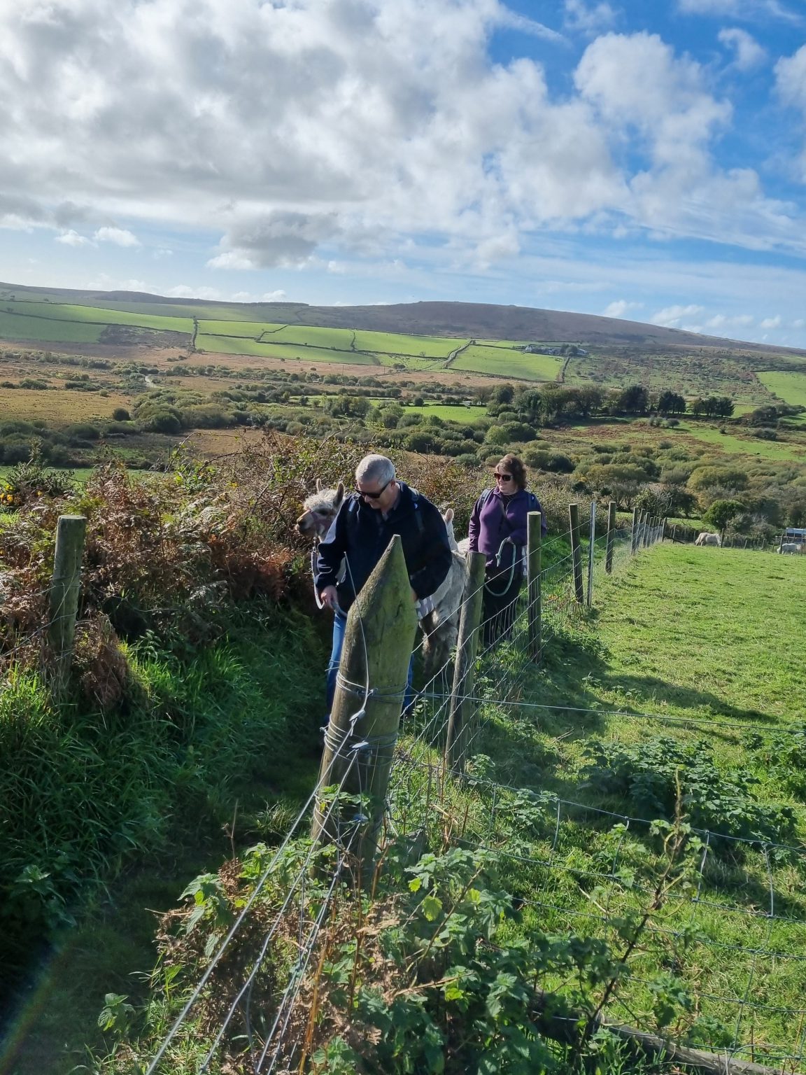 Alpaca Trekking Cornwall – Home of Paws & Purs Cat Cafe and farm ...