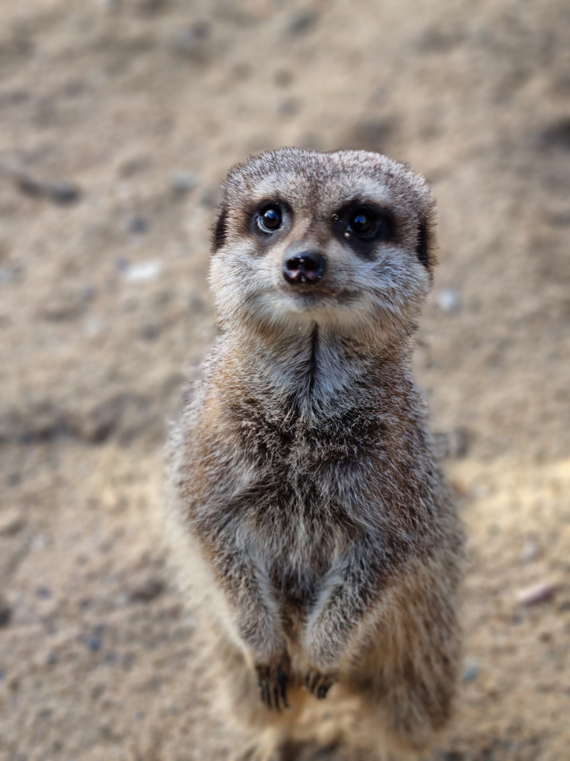 Alpaca Trekking Cornwall – Home of Paws & Purs Cat Cafe and farm ...