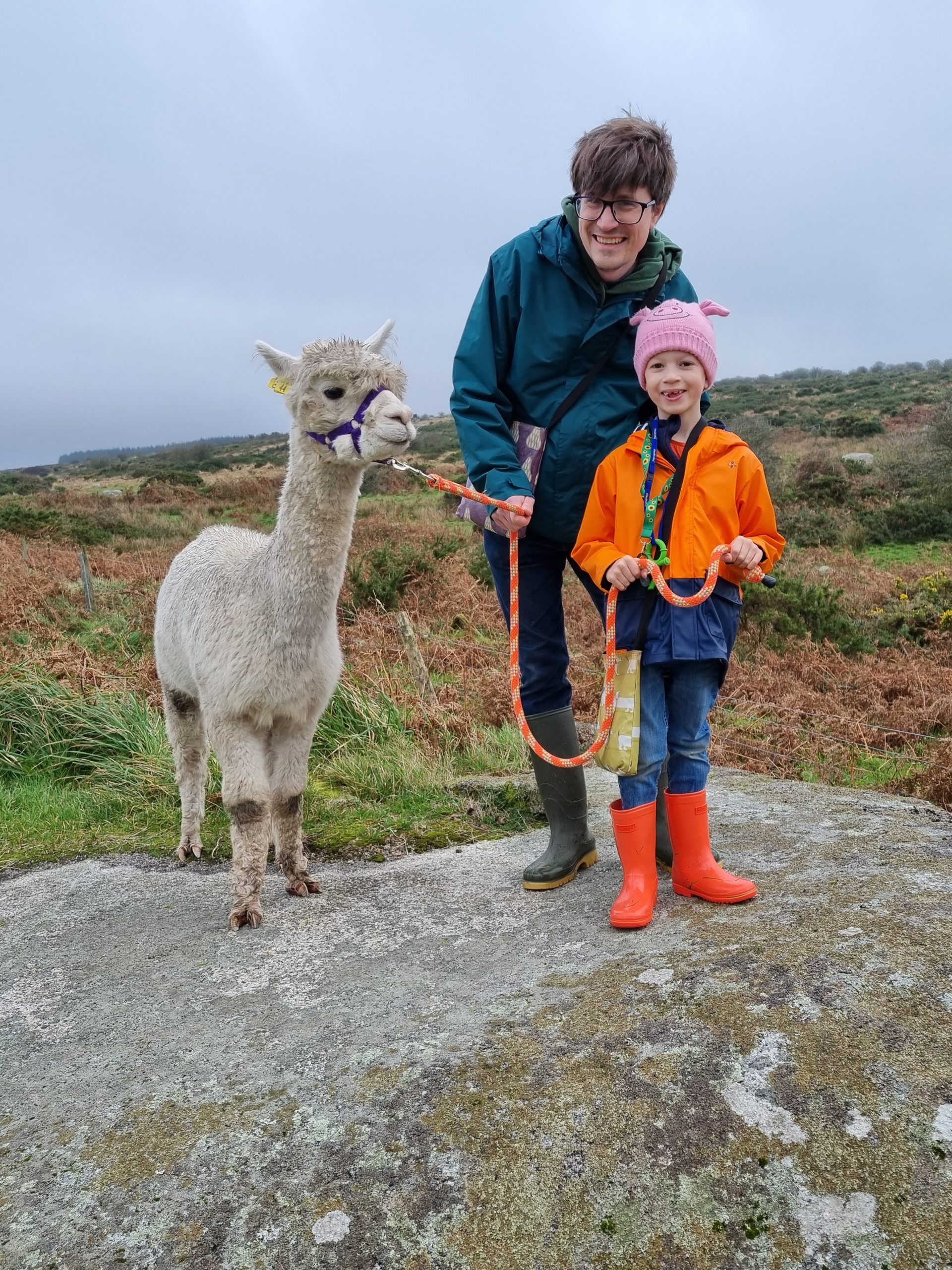 Alpaca Trekking – Alpaca Trekking Cornwall