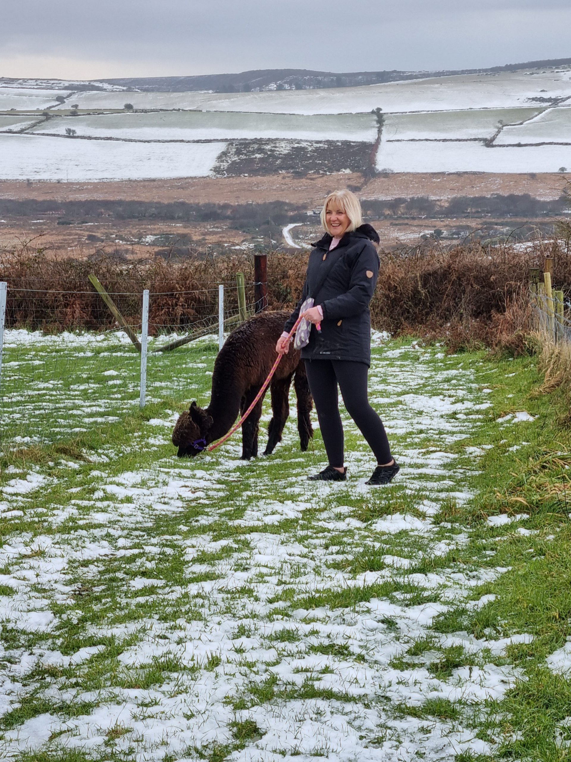 Alpaca Trekking – Alpaca Trekking Cornwall