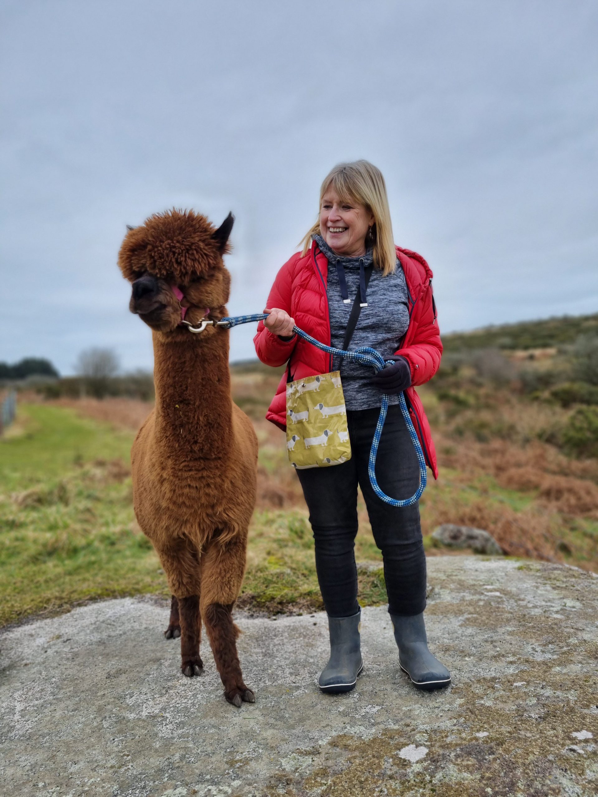 Alpaca Trekking – Alpaca Trekking Cornwall