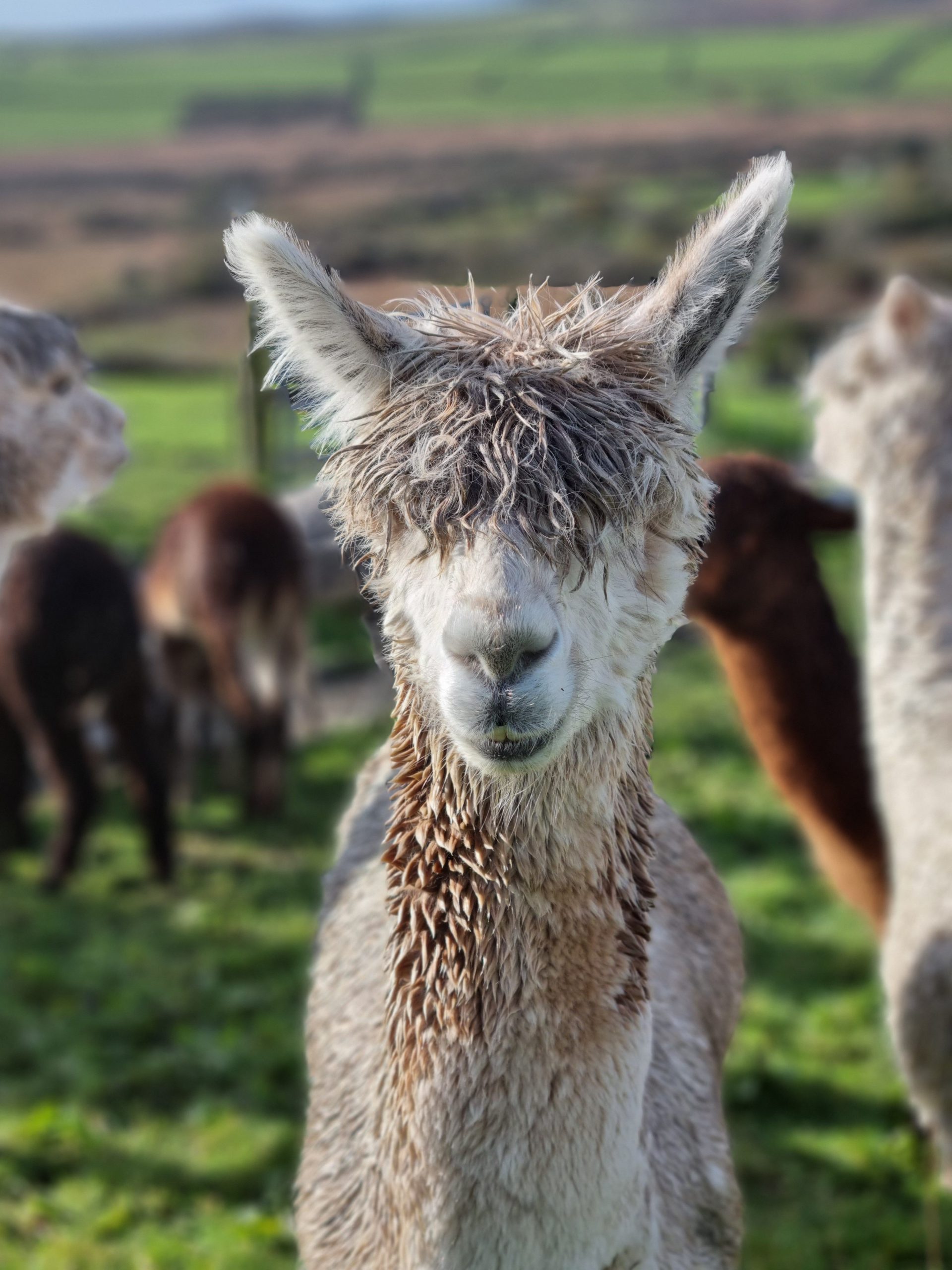 Experiences with Moor View alpacas – Alpaca Trekking Cornwall