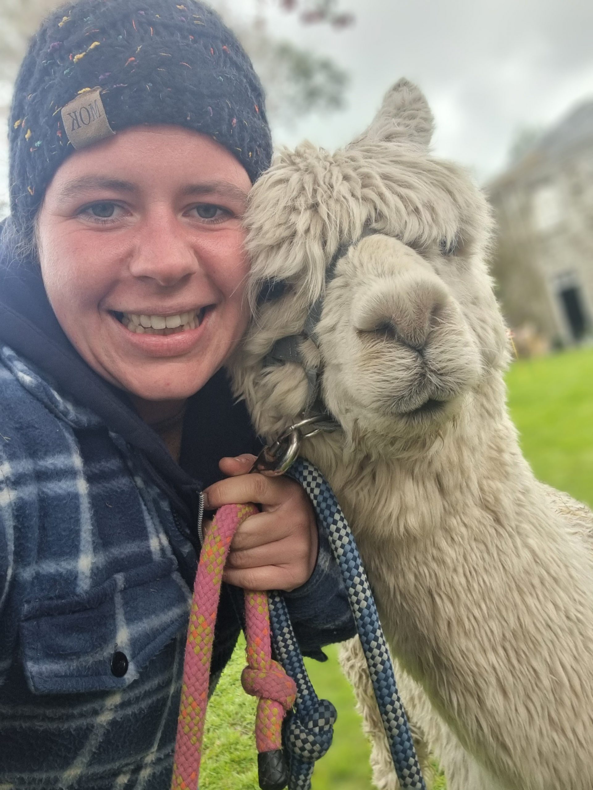 Experiences with Moor View alpacas – Alpaca Trekking Cornwall