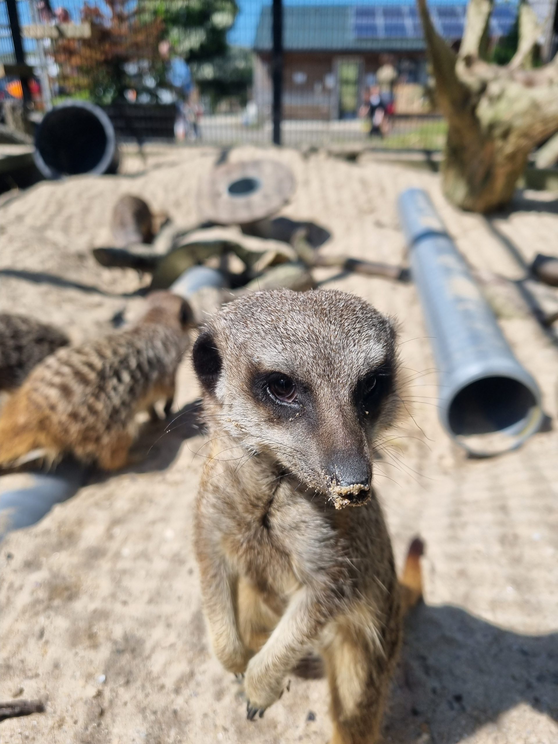 Experiences with Moor View alpacas – Alpaca Trekking Cornwall
