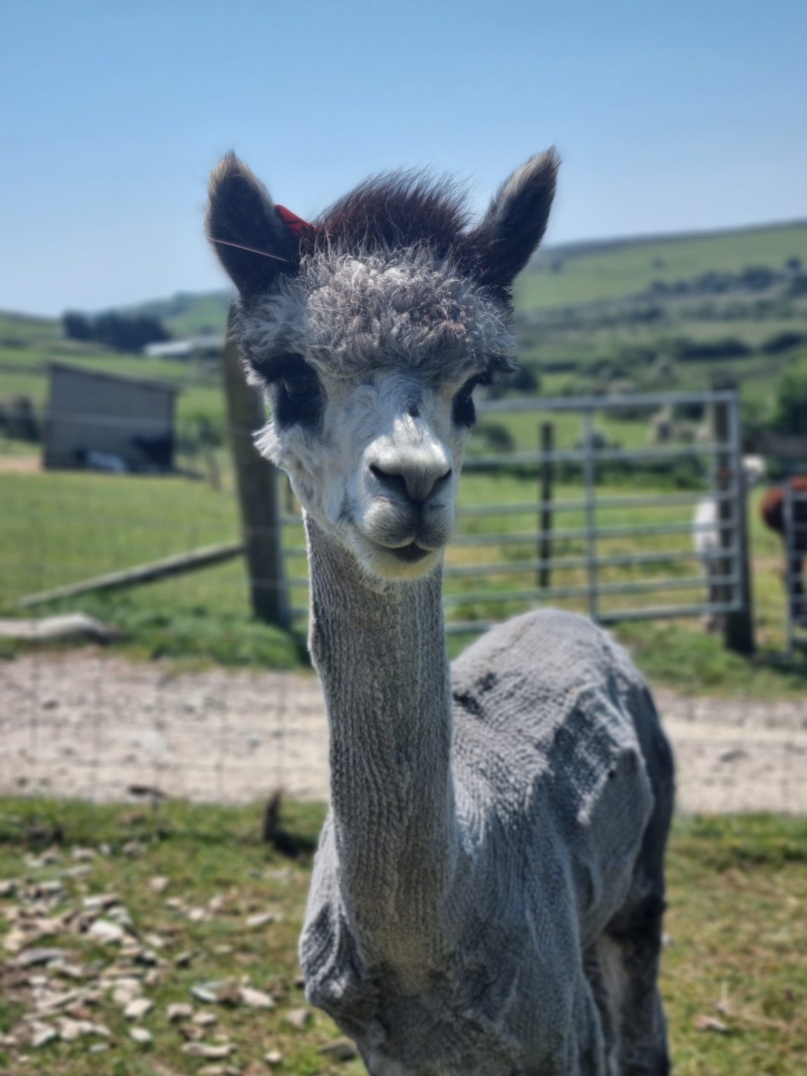 Adoption Packs – Alpaca Trekking Cornwall