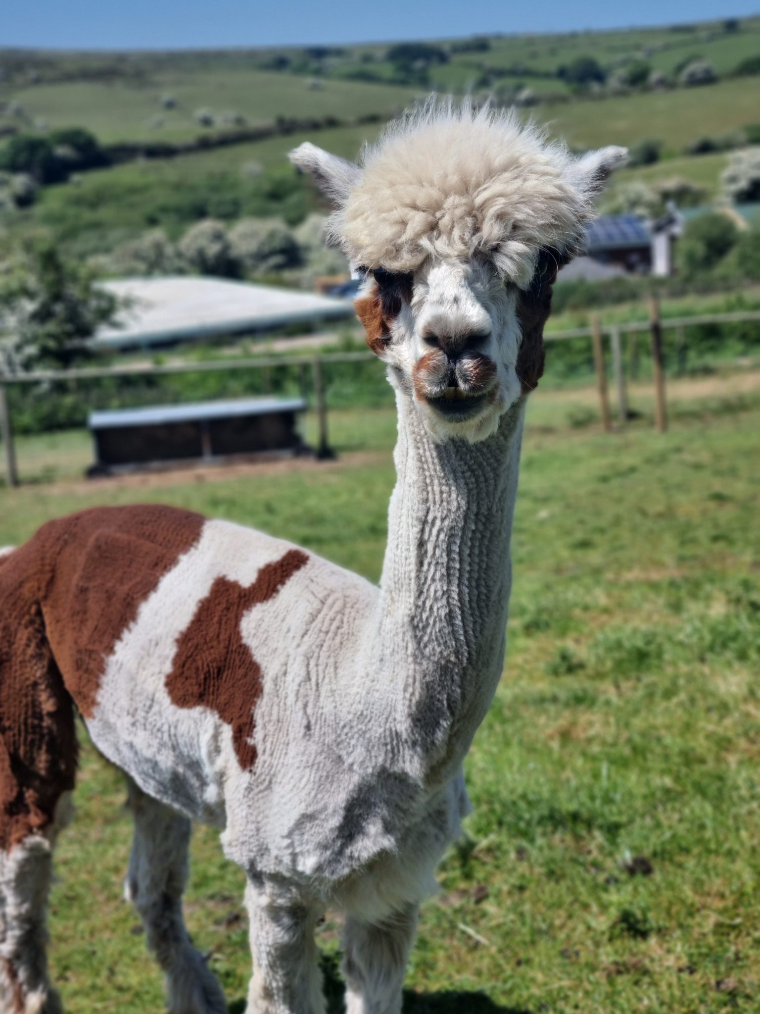 Adoption Packs – Alpaca Trekking Cornwall