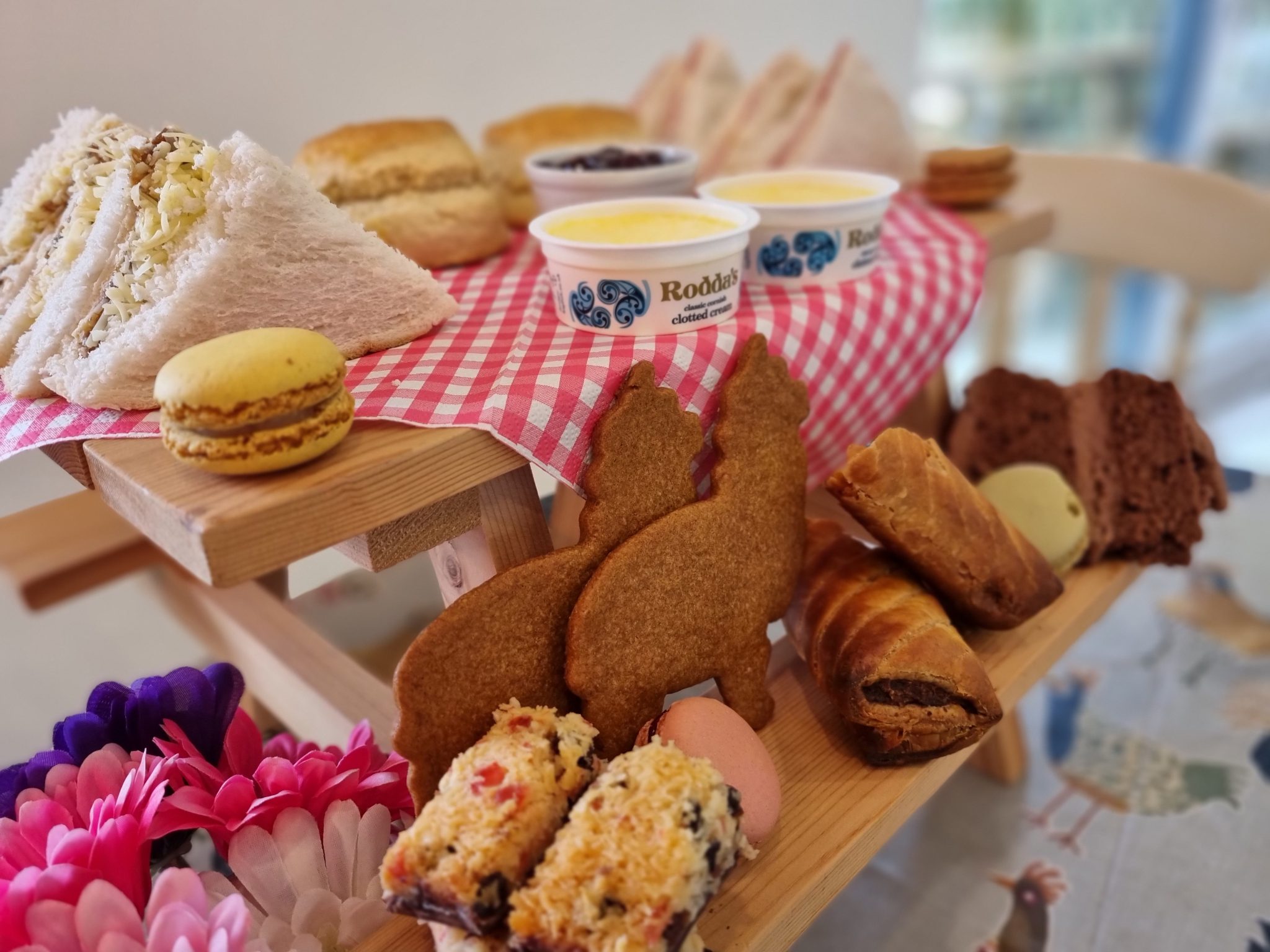 Paws and Purs Cat Café Cornwall – Alpaca Trekking Cornwall