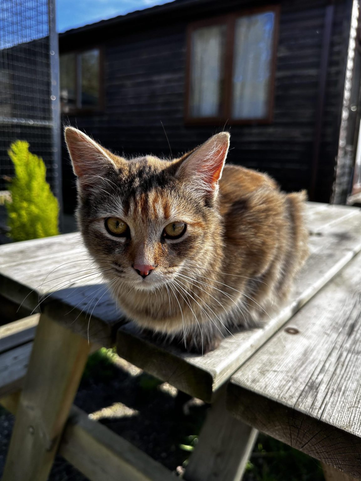 Paws and Purrs Cat Café Cornwall – Alpaca Trekking Cornwall