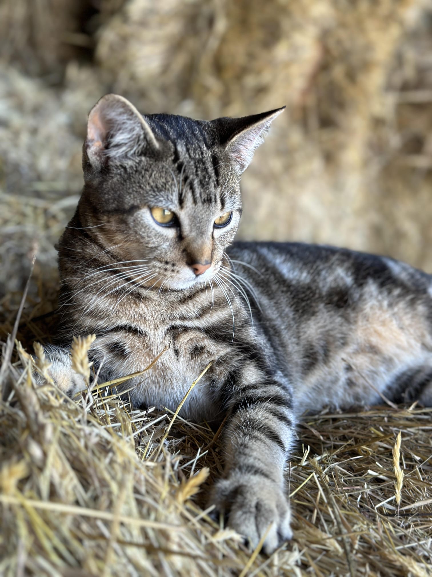 Paws and Purrs Cat Café Cornwall – Alpaca Trekking Cornwall