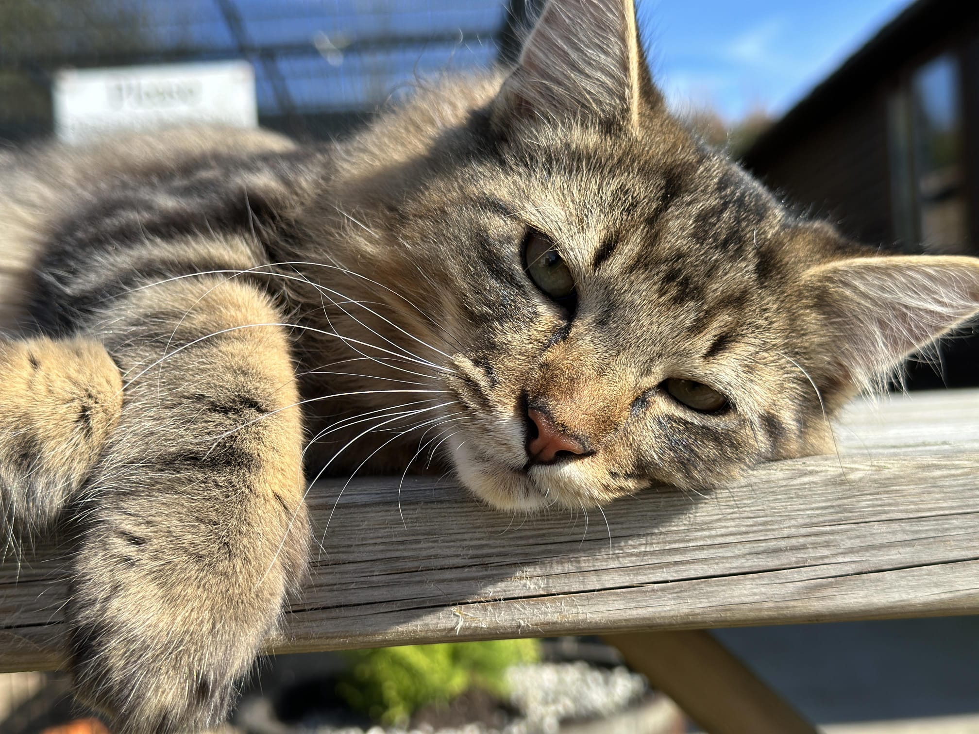 Paws and Purrs Cat Café Cornwall – Alpaca Trekking Cornwall