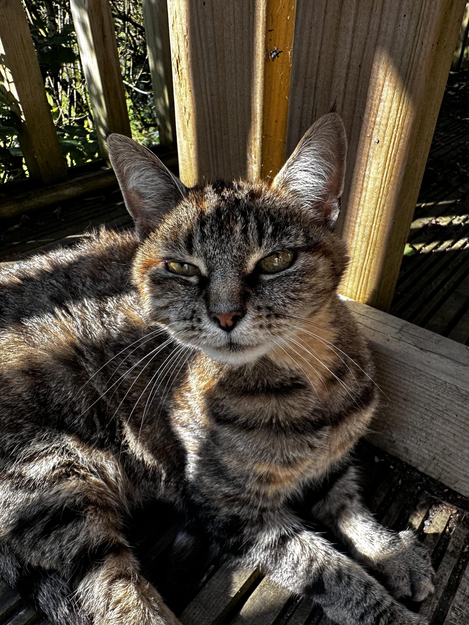 Paws and Purrs Cat Café Cornwall – Alpaca Trekking Cornwall