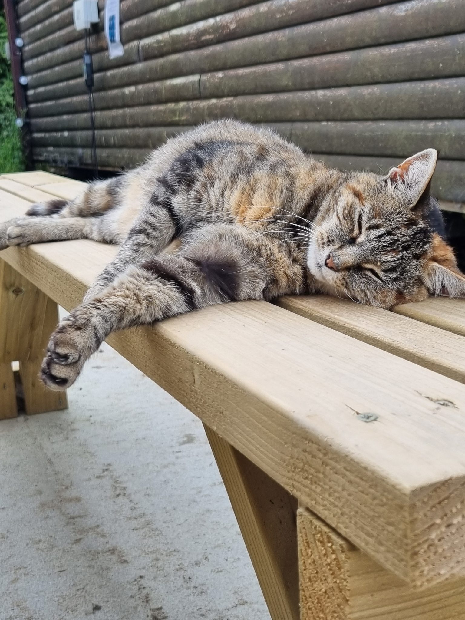 Paws and Purs Cat Café Cornwall – Alpaca Trekking Cornwall