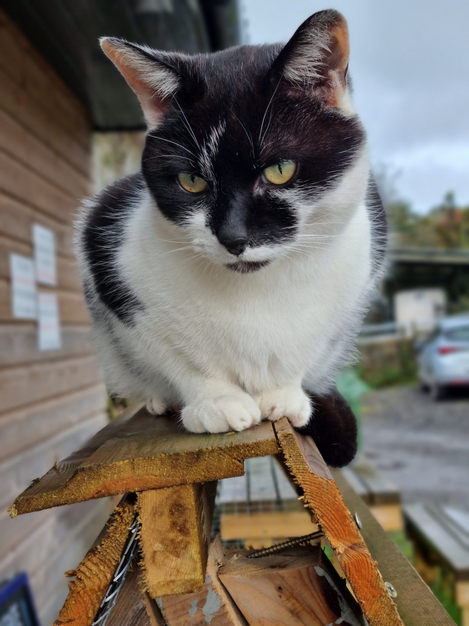 Paws and Purs Cat Café Cornwall – Alpaca Trekking Cornwall