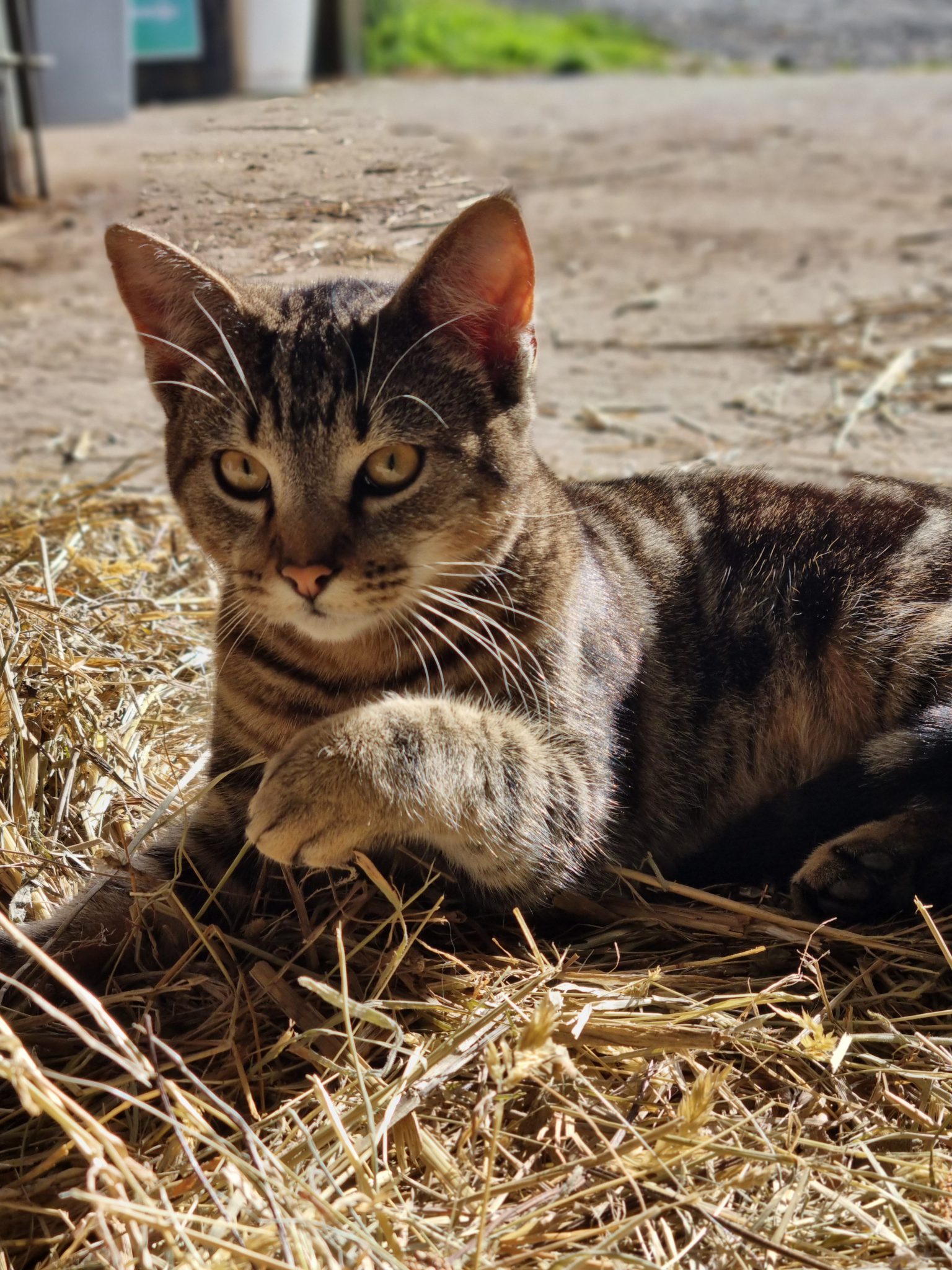 Paws and Purs Cat Café Cornwall – Alpaca Trekking Cornwall