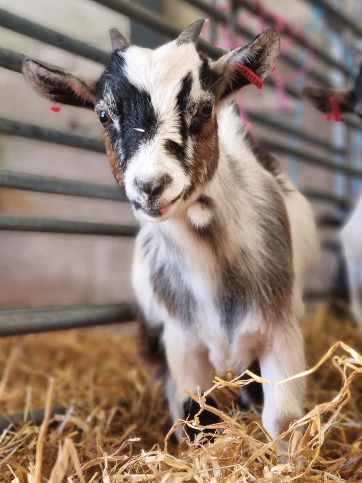 Meet the Pygmy Goats! – Alpaca Trekking Cornwall