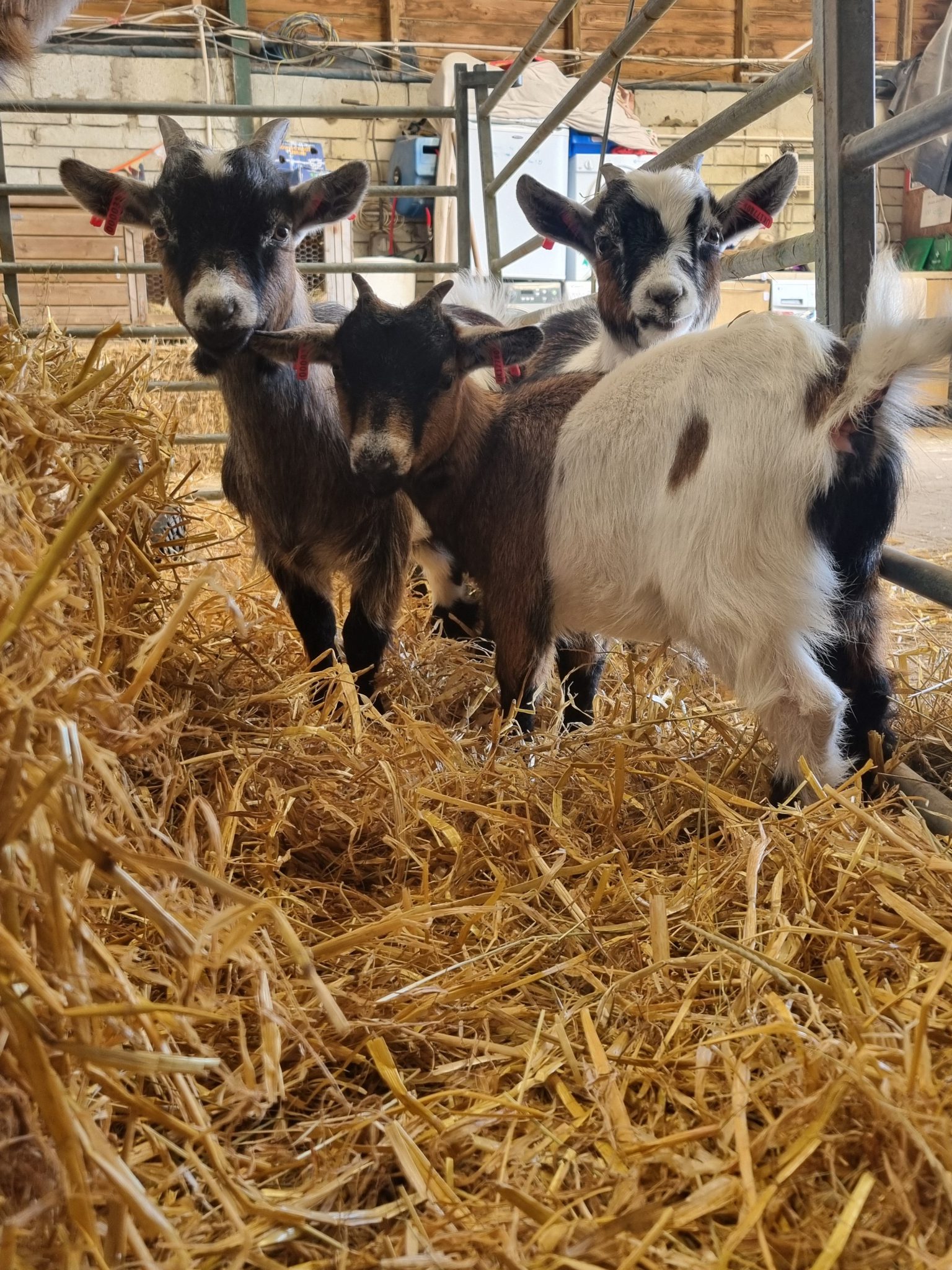 Meet the Pygmy Goats! – Alpaca Trekking Cornwall