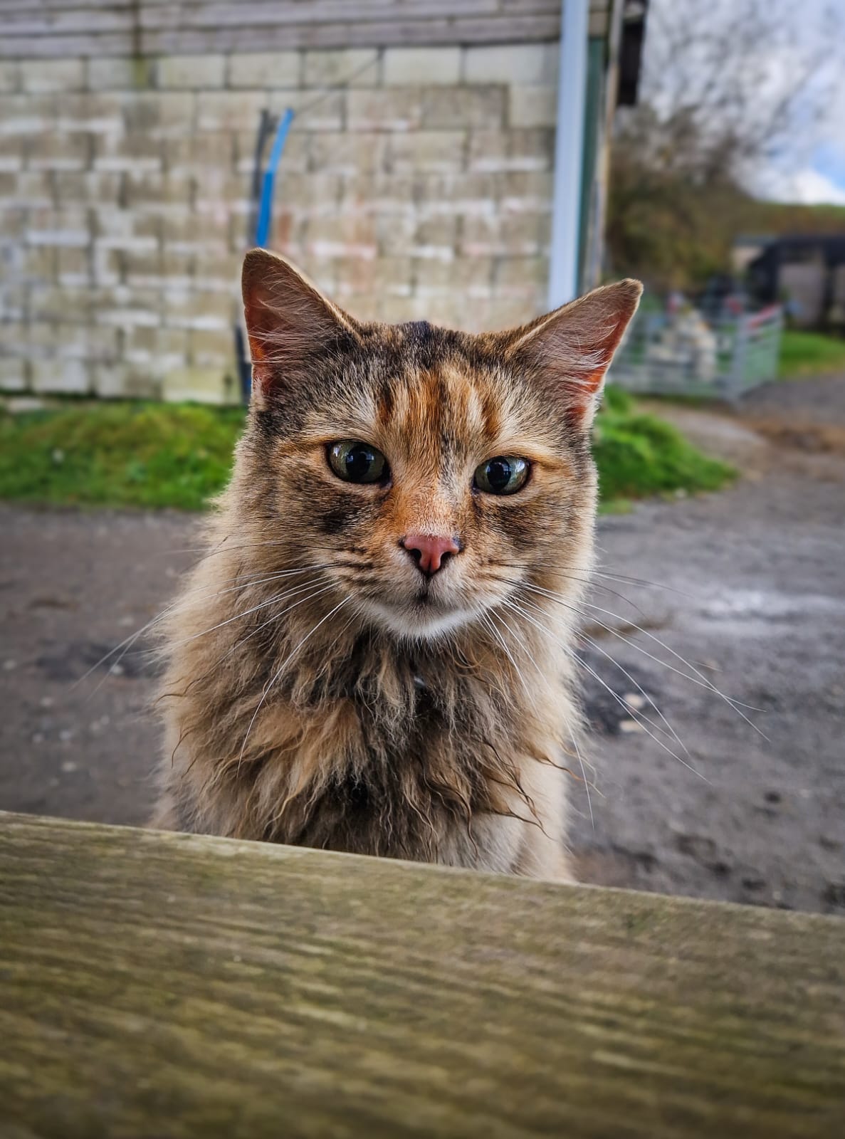 Paws and Purs Cat Café Cornwall – Alpaca Trekking Cornwall